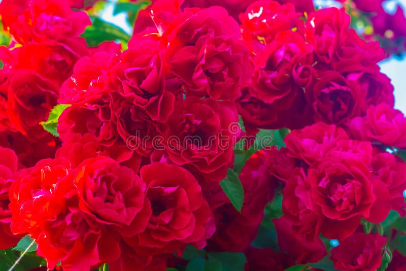 Background of Red Roses, Many Flowers Form a Solid Scarlet Floral ...
