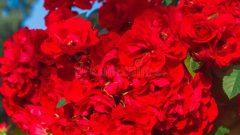Background of Red Roses, Many Flowers Form a Solid Scarlet Floral ...