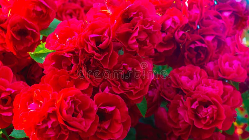 Background of Red Roses, Many Flowers Form a Solid Scarlet Floral ...