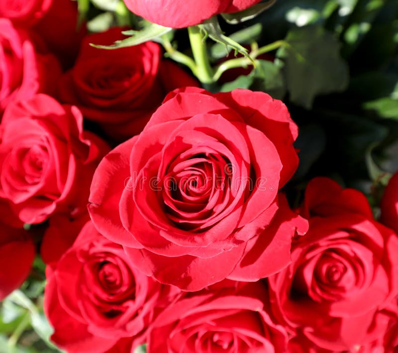 Red Roses Symbol of Love and Passion Stock Image - Image of bunch ...