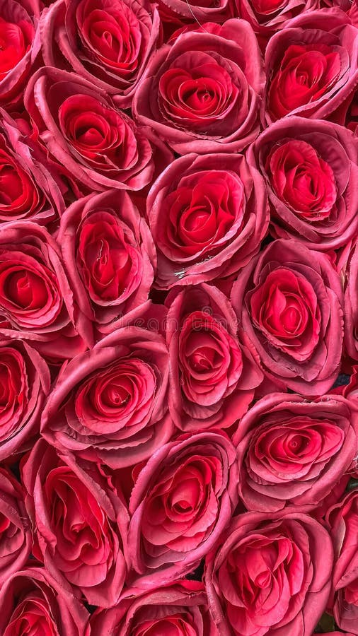 Background of Red Roses, Top View. Valentine S Day Background Stock ...