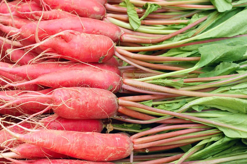 Summer radish stock image. Image of radish, summerradishes - 30096003