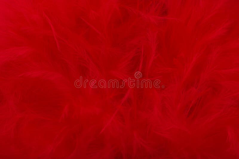 Background of Red Swan Fluff Stock Image - Image of feather, chicken ...