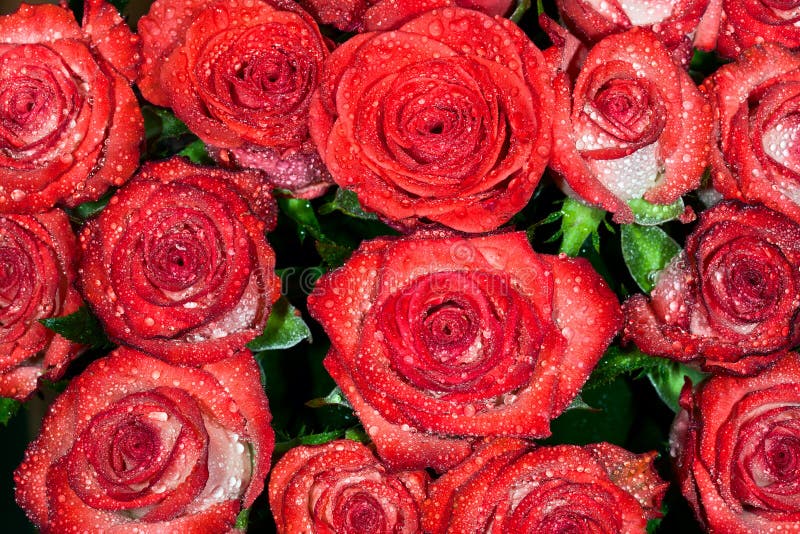 Background from Red Wet Roses with Water Droplets. Stock Image - Image ...