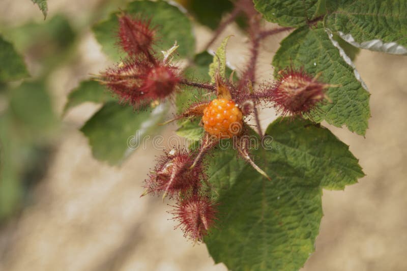 Red and Yellow Berries - Raspberry Stock Image - Image of vegetarian ...