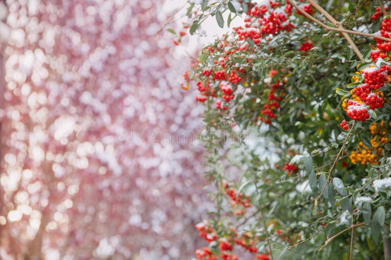 Background of Red and Yellow Berries in Snow Stock Image - Image of ...