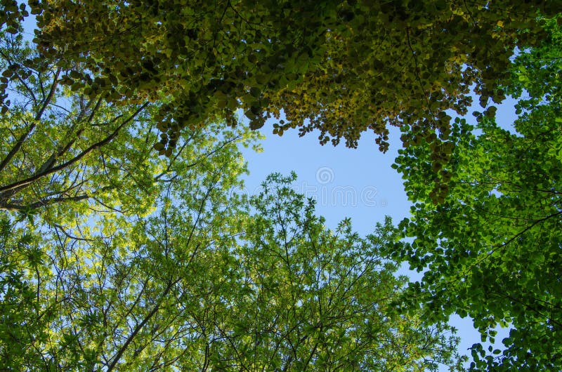 Background of Multi-colored Treetops Stock Photo - Image of landscape ...