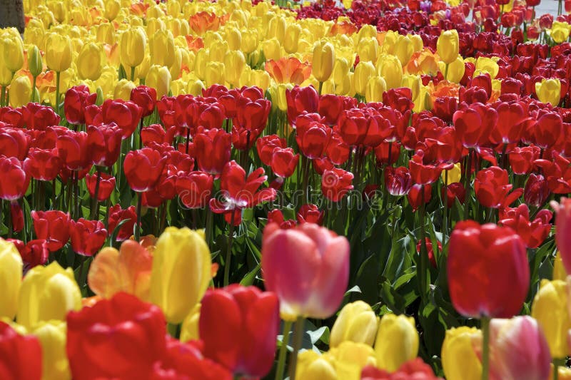 Red and Yellow Tulips in the Park, Toronto Botanical Garden Stock Image ...
