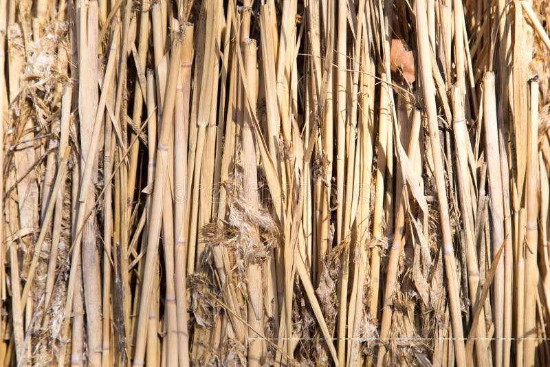Background of reed fence stock image. Image of fence - 89034811