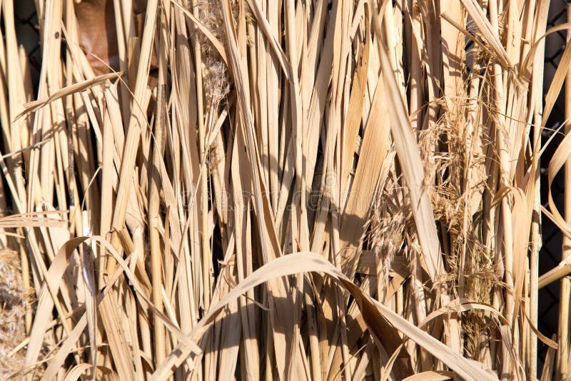 Background of reed fence stock photo. Image of background - 89882704