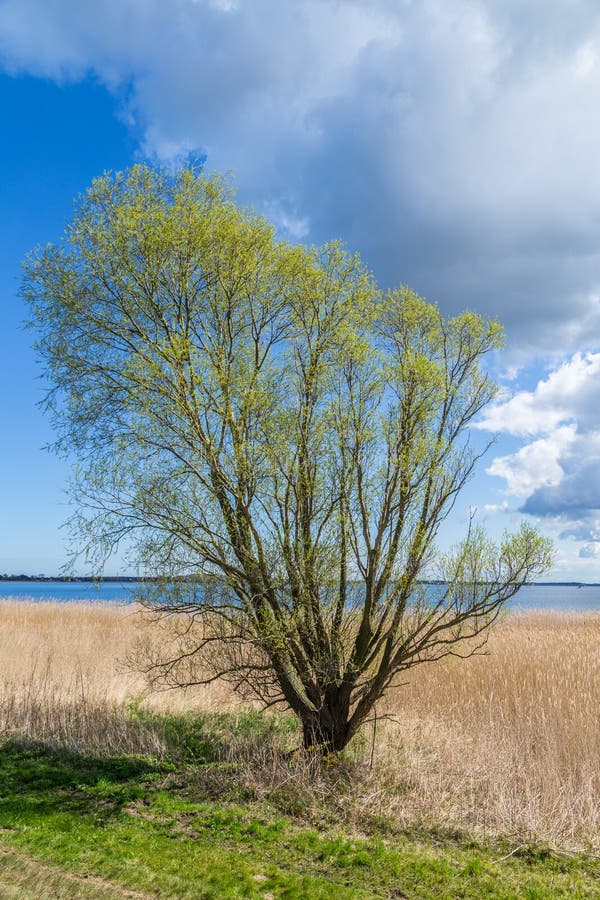 Background of Reed with Tree at Backwater Area in Sunlight Editorial ...