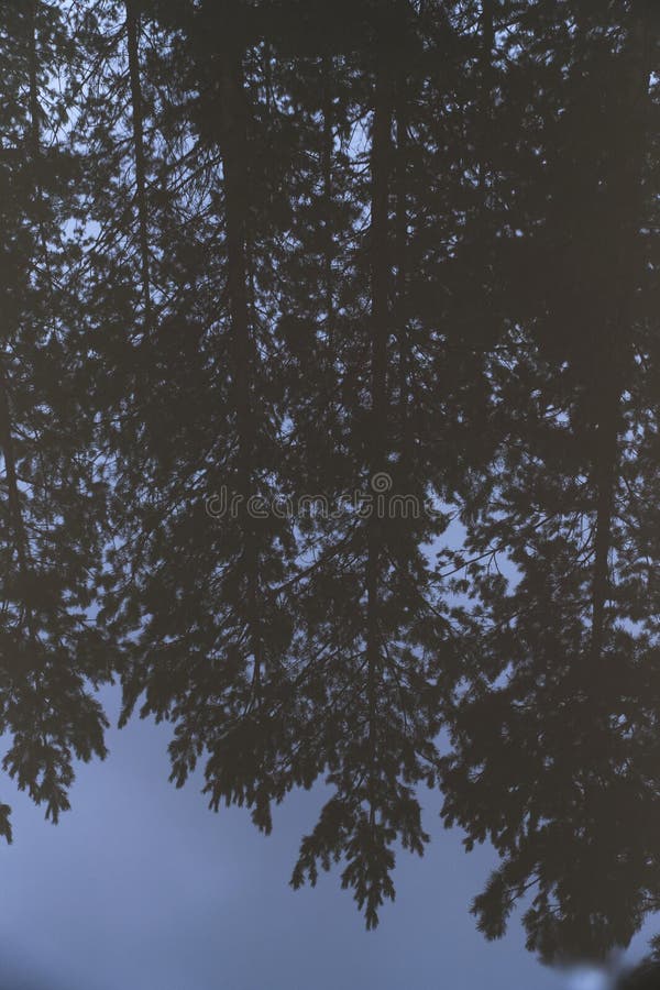 Reflection of the Pine Forest in the Evening Stock Photo - Image of reflection, lake: 260506296