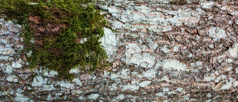 Background - Relief Bark of Birch Oak with Moss Stock Photo - Image of ...