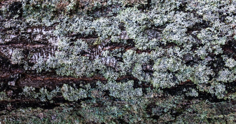 Background - Relief Bark of Old Birch with Grey Moss Stock Image ... Background - Relief Bark of Old Birch with Grey Moss Stock Image ...