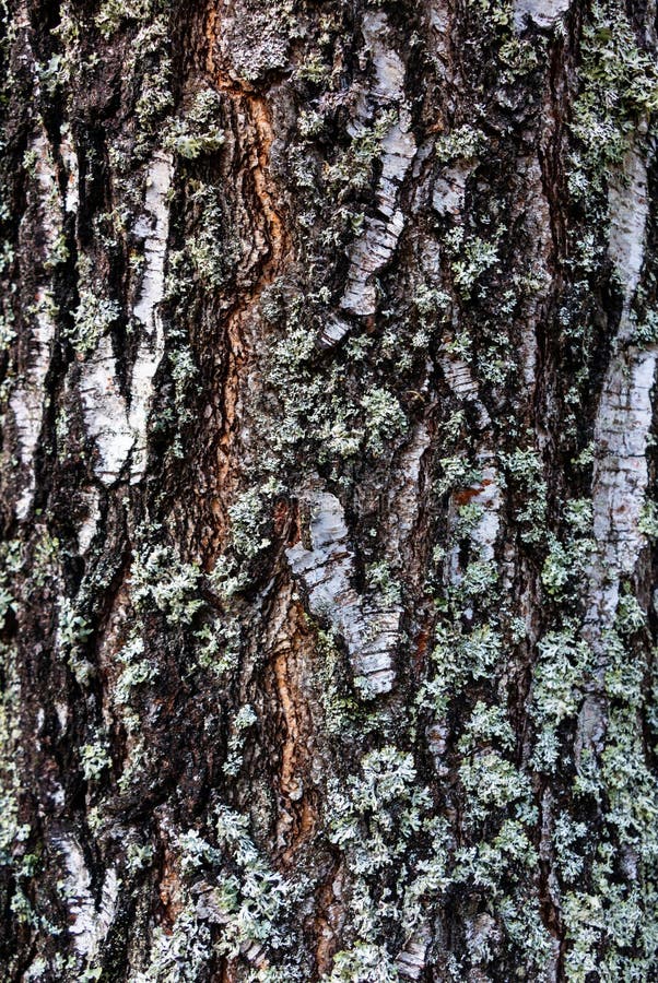 Background - Relief Bark of Old Birch with Grey Moss Stock Image ...