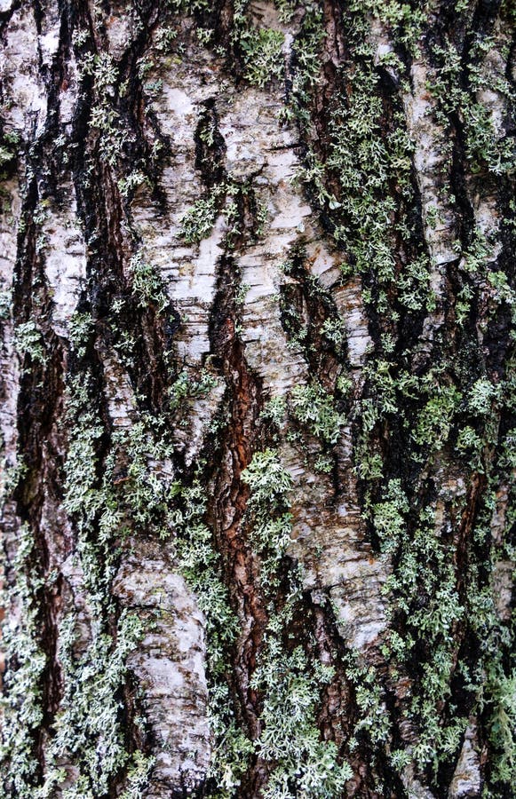 Background - Relief Bark of Old Birch with Grey Moss Stock Image ... Background - Relief Bark of Old Birch with Grey Moss Stock Image ...