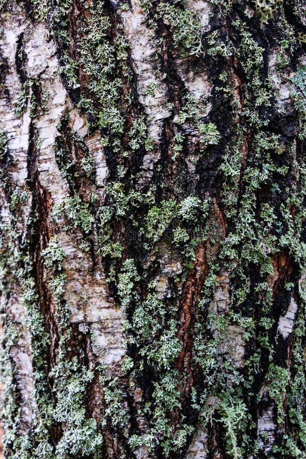 Background - Relief Bark of Old Birch with Grey Moss Stock Photo ... Background - Relief Bark of Old Birch with Grey Moss Stock Photo ...