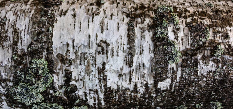 Background - Relief Bark of Old Birch with Grey Moss Stock Photo ... Background - Relief Bark of Old Birch with Grey Moss Stock Photo ...