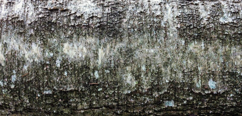 Background - Relief Bark of Old Birch with Moss Stock Photo - Image of ... Background - Relief Bark of Old Birch with Moss Stock Photo - Image of ...