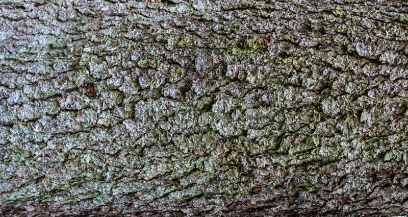 Background - Relief Bark of Old Oak with Moss Stock Photo - Image of ...