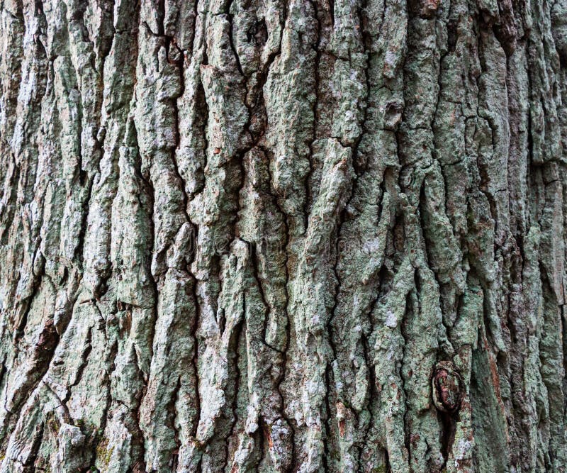 Background - Relief Bark of Old Oak with Moss Stock Photo - Image of ...