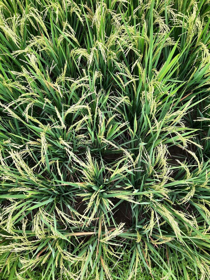 Background of a Rice Barn that Afternoon Stock Image - Image of ...