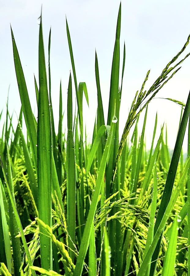 Background of Rice Green in the Rice Fields with Rainwater Stock Image ...