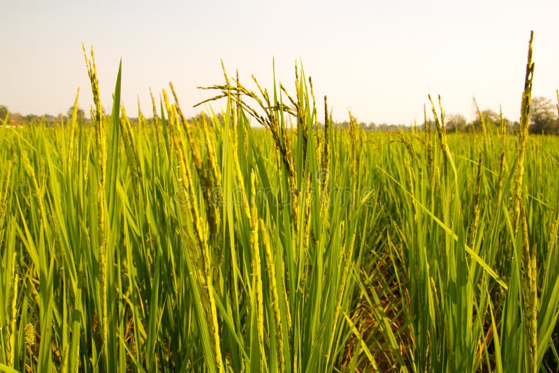 Background of Rice Plantation Field Stock Image - Image of healthy ...