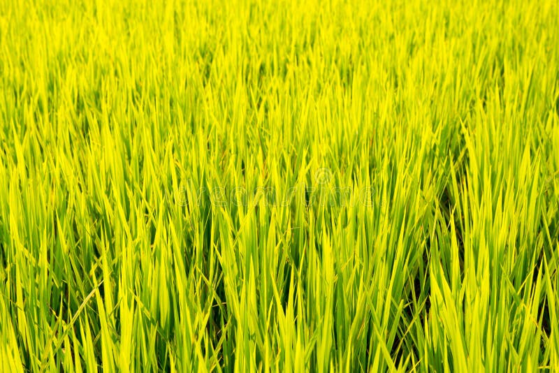 Background of Rice Plantation Field Stock Photo - Image of background ...
