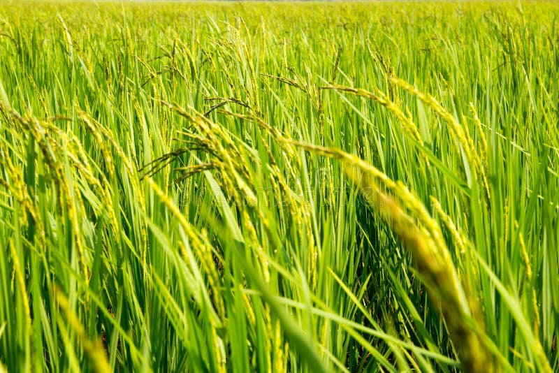 Background of Rice Plantation Field Stock Image - Image of asia, grow ...