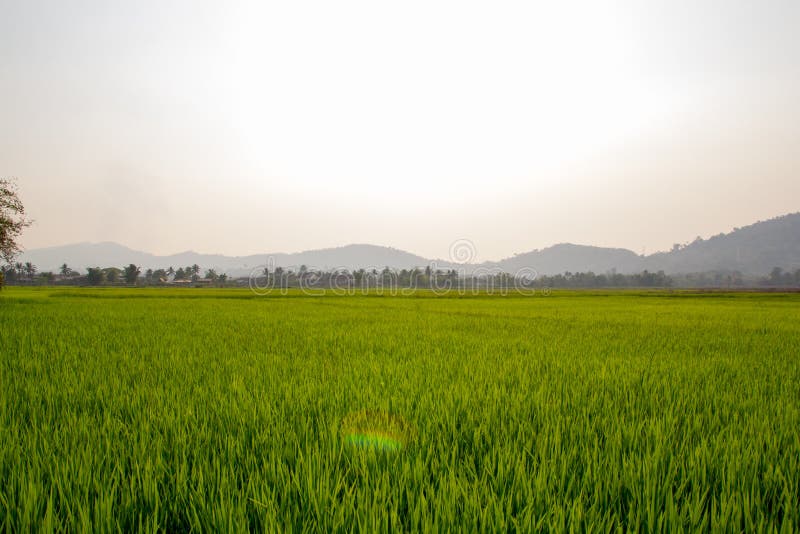 Background of Rice Plantation Field Stock Image - Image of mountain ...