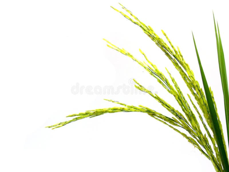 Rice seed Background stock image. Image of thailand, rice - 61107103
