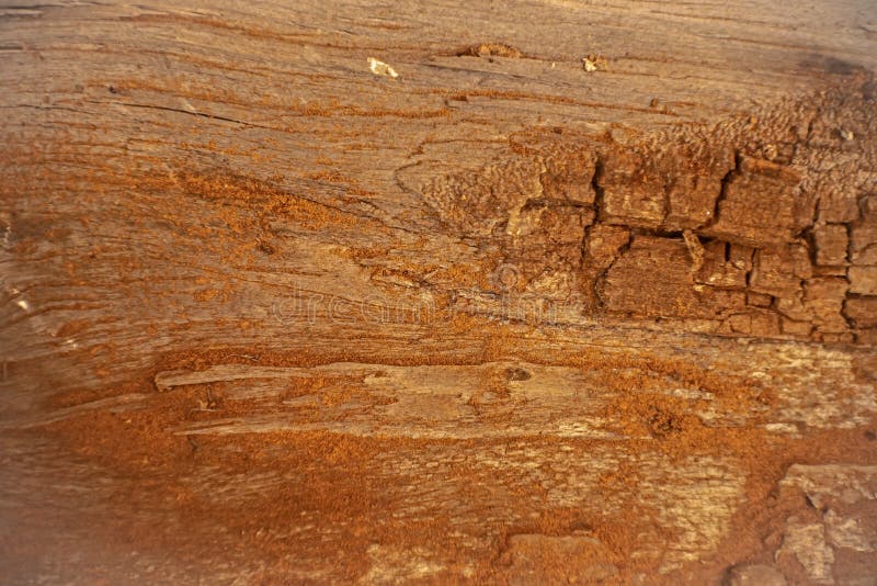 Background rift tree stock image. Image of cracks, branch - 131323841