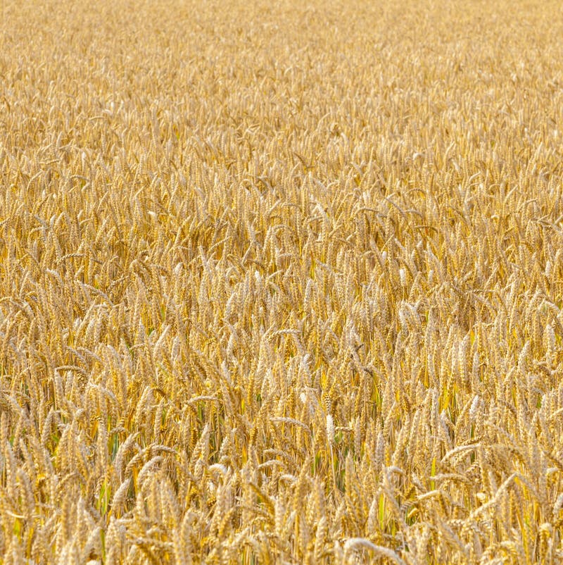 Background of Ripe Corn Field Stock Photo - Image of pattern, meadow ...