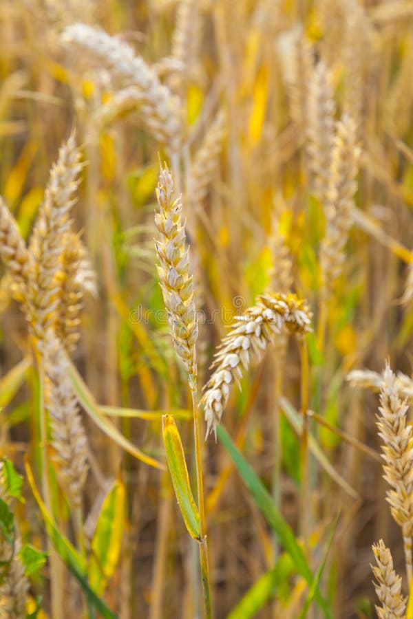 Ripe Corn Field in Golden Colors Stock Photo - Image of grain, pasture ...