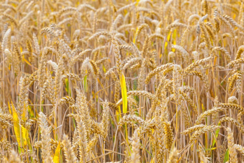 Ripe Corn Field in Golden Colors Stock Photo - Image of grow, detail ...