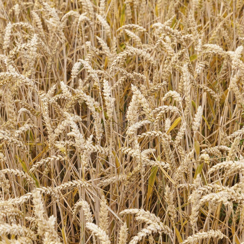 Ripe Corn Field in Golden Colors Stock Photo - Image of gold, grow ...