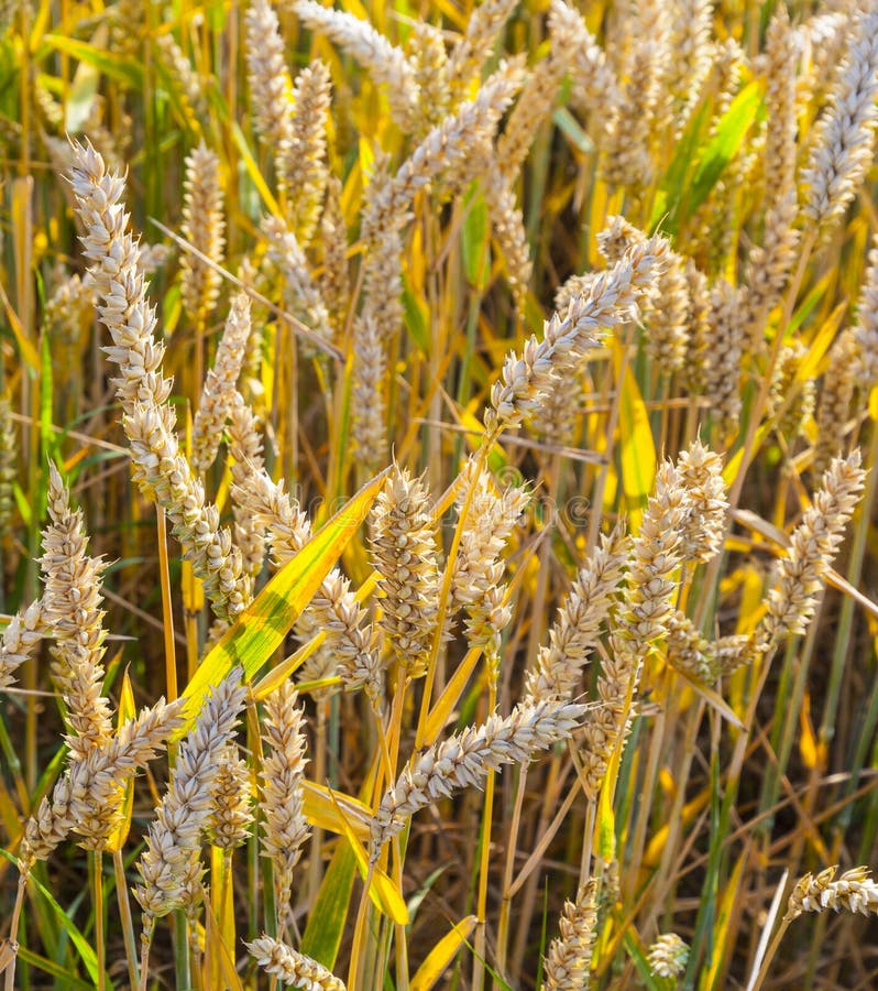 Background of Ripe Corn Field Stock Image - Image of meadow, cereal ...