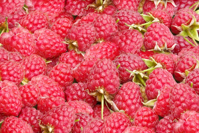 Background of the Ripe,fresh,juicy Berries of Raspberry Stock Image ...