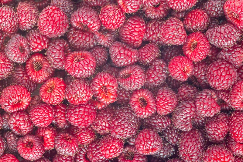Background with Ripe Wild Raspberry, Top View Stock Image - Image of ...