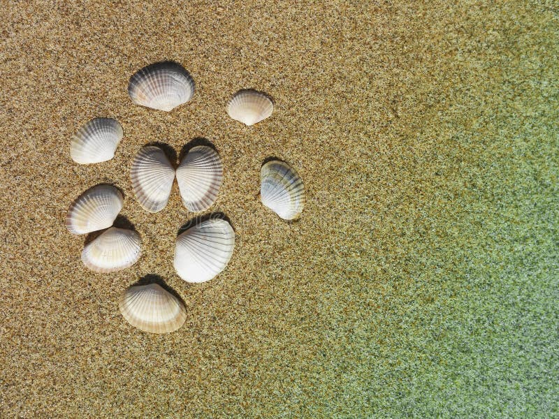 Background of River Sand with Beautiful Seashells. Close-up. Place for ...