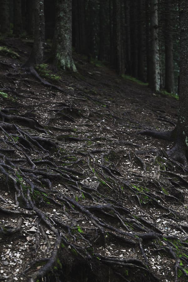 Background of the Dark Roots in the Forest Stock Photo - Image of ...