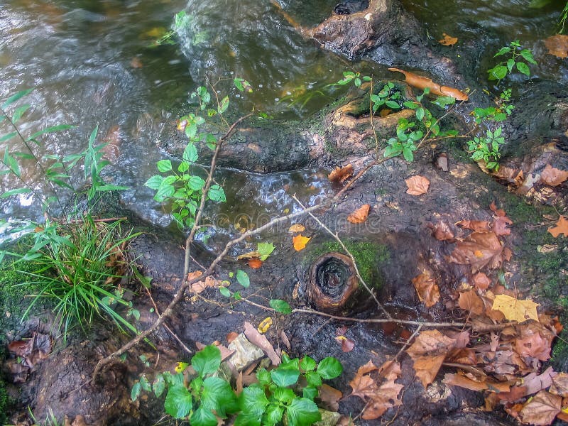 Background of Roots and Leaves and Water from a Stream Swirling Around ... Background of Roots and Leaves and Water from a Stream Swirling Around ...