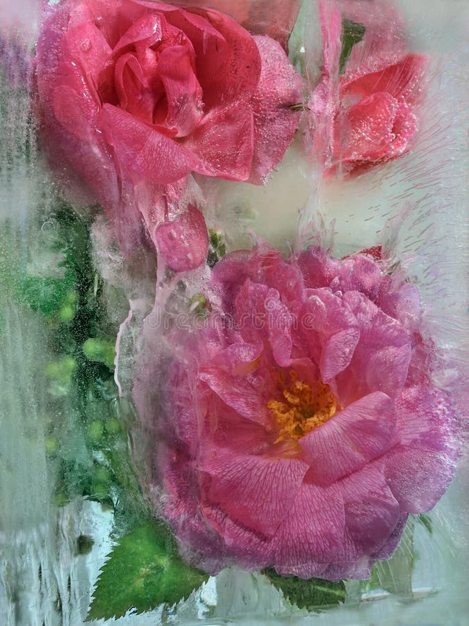 Background of Rosa Flower Frozen in Ice Stock Image - Image of bloom ...