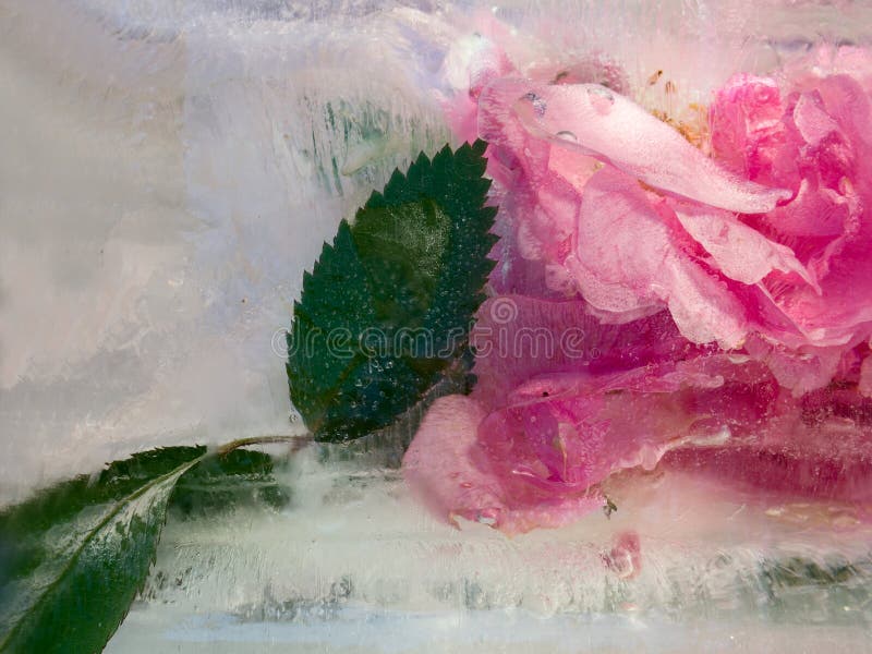 Background of Rosa Flower Frozen in Ice Stock Image - Image of bloom ...