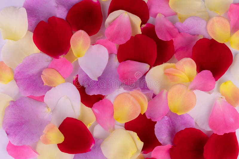 Background of Rose Petals of Different Colors. Stock Photo - Image of ...