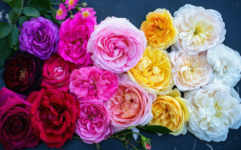 Background of roses stock photo. Image of english, petal - 115752770