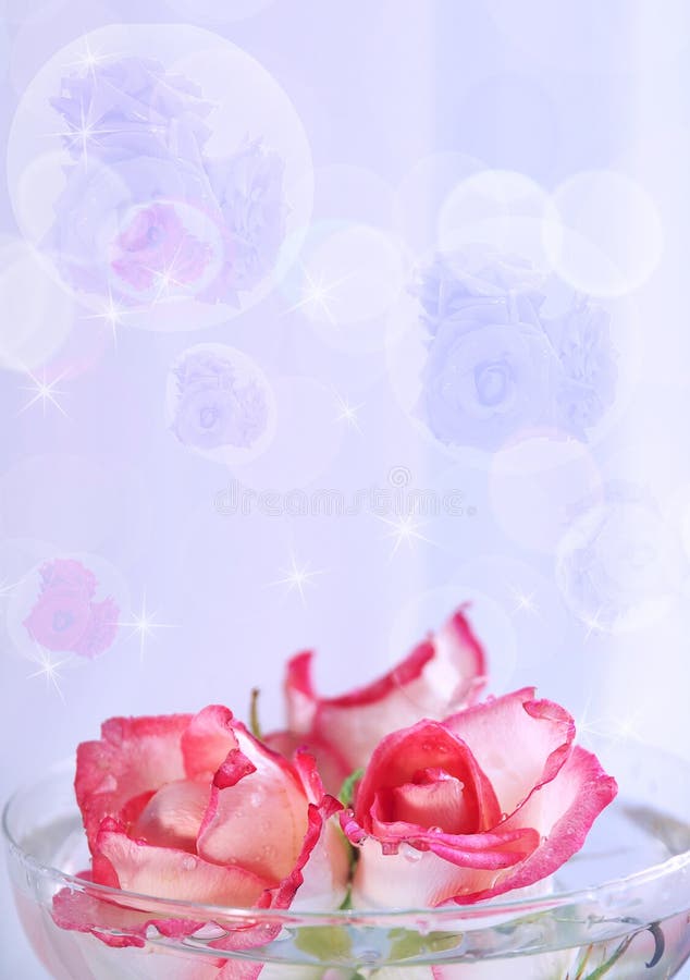 Background with Roses in Water and in Drops Stock Photo - Image of ...