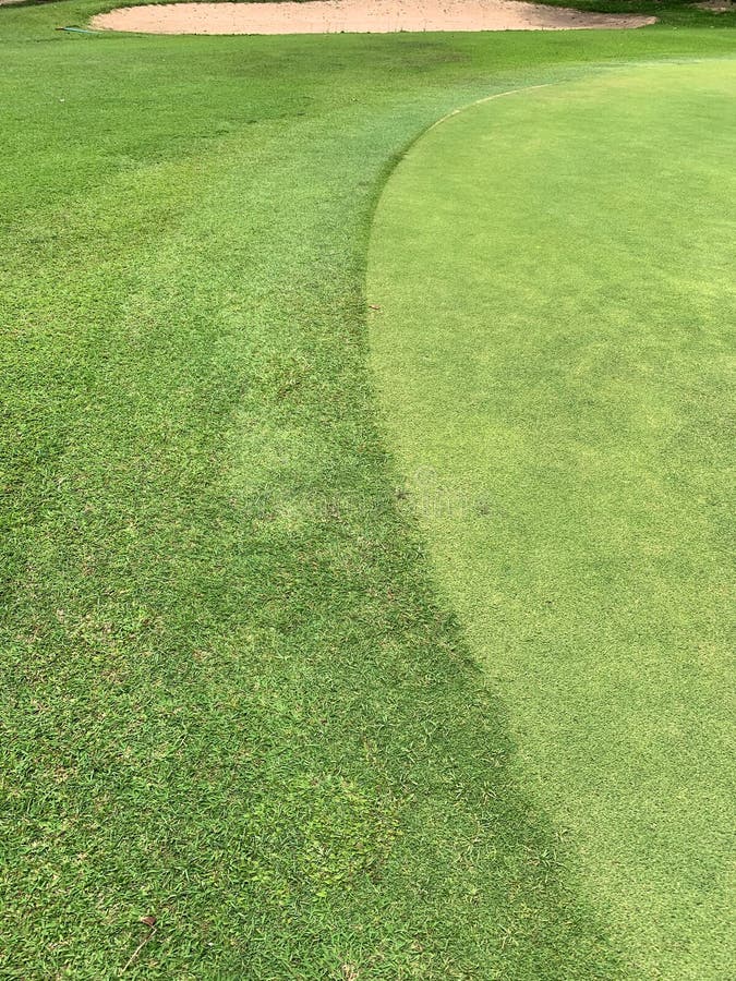 Rough Green Grass from Golf Ground Stock Image - Image of outdoor ...