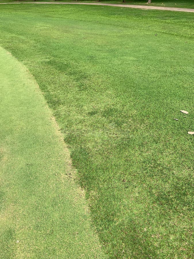 Rough Green Grass from Golf Ground Stock Image - Image of play, rough ...